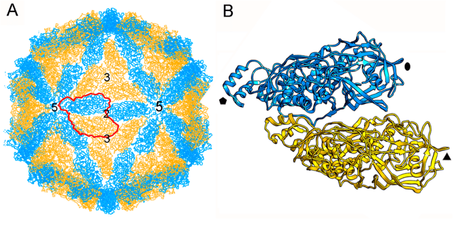 RFDiffusion: Protein Sequences and Structures with DDPMs
